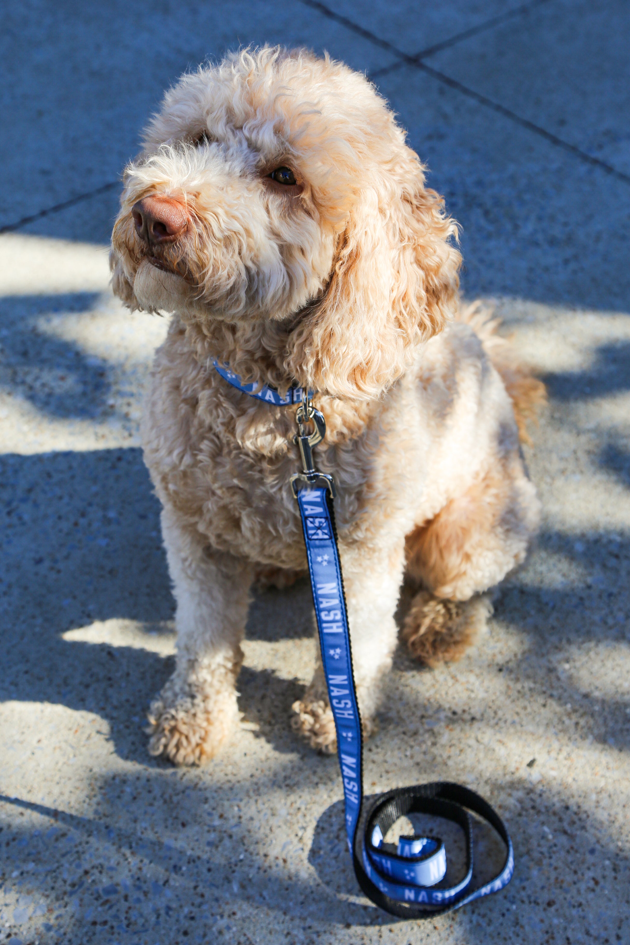 NASH Dog Leash [Smoke Blue] – The Nash Collection